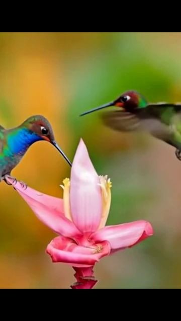Звуки джунглей... #колибри #нектар #цветы #птицы #природа #биология #мирптиц