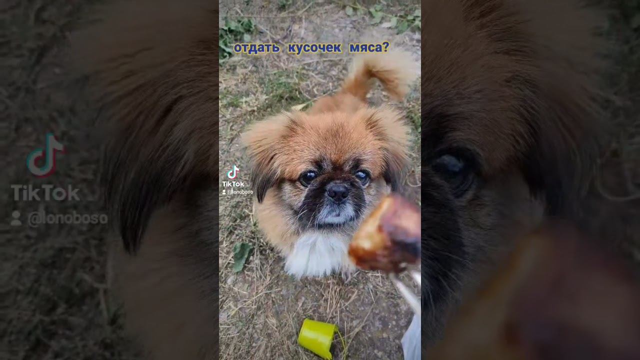 Оскар_шашлык_мясо_очень вкусно_отдать?