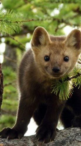 Еноты тоже любят кататься! 😉😃👍😂😂😂😂