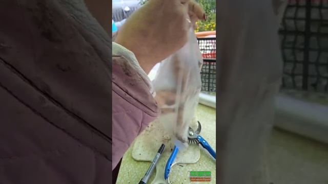 подготовка клубней георгин к делению