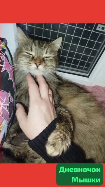 Первая неделя.Дневничок  новенькой Мышки