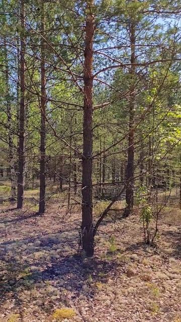 Карелия 2025. Карельский лес. Июль 2025г (Часть 1)