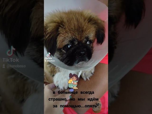 лучший_пример_пекинеса_трусишка