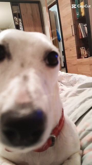 мемная собака