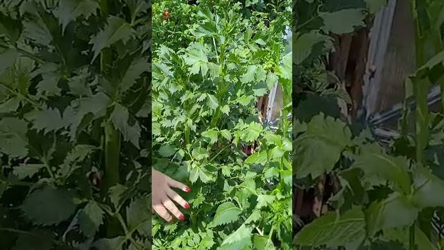 обработка георгин в августе