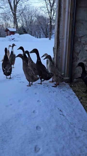 100% понимания