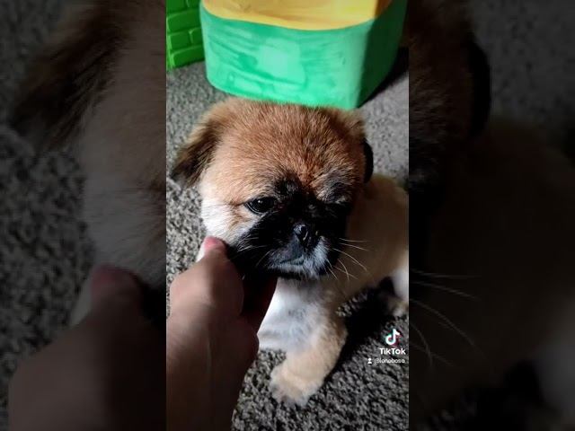 Милый кудряшка