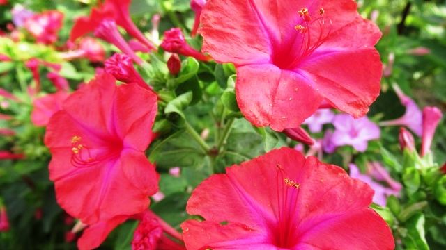 Мирабилис или Ночная красавица: раскрываю секреты ароматного цветка