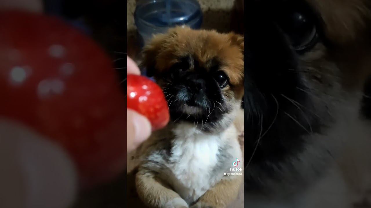 Пекинес, смешные животные, клубника
