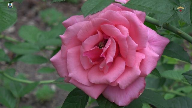 Стихотворение Лолоко