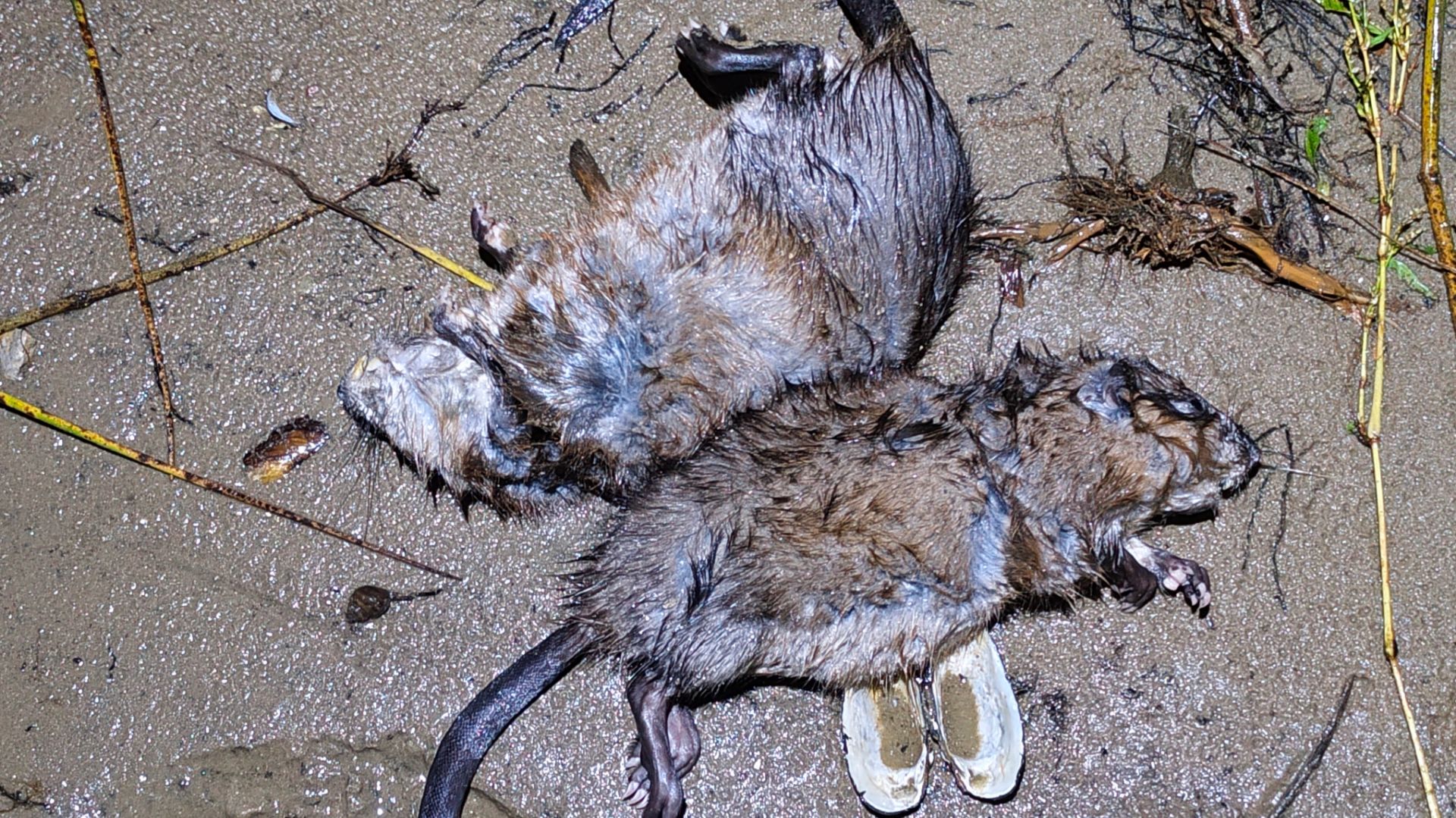 Открытие нового сезона. Охота на Ондатру.