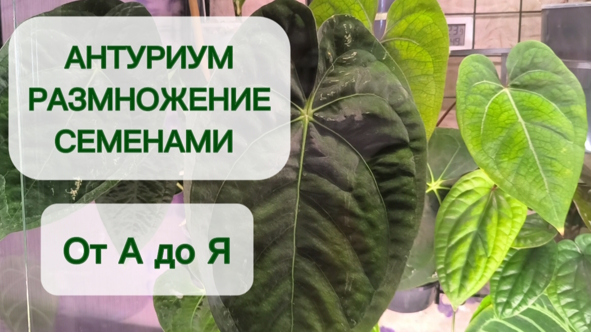 АНТУРИУМЫ. РАЗМНОЖАЕМ СЕМЕНАМИ. Самый полный гайд. 16-01-2026