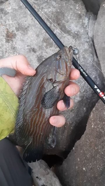 Ловим групера на южно-китайском море