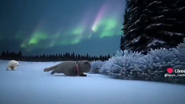 Бедный Басик🥹😭 #2026 #мем #медведь