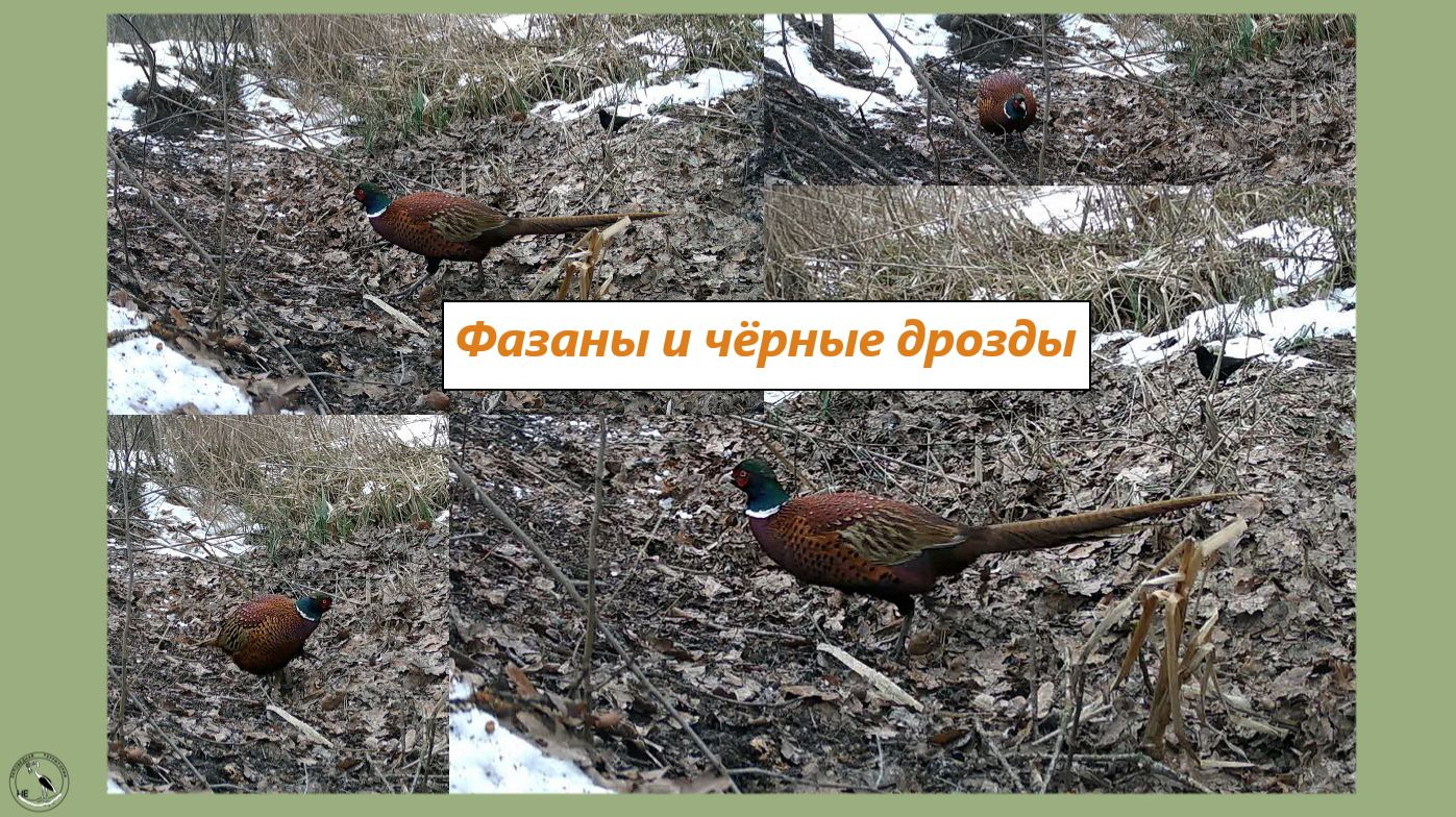 Фазаны и чёрные дрозды в январе