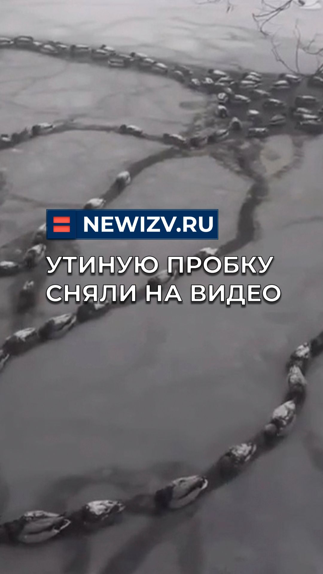 Утиную пробку сняли на видео