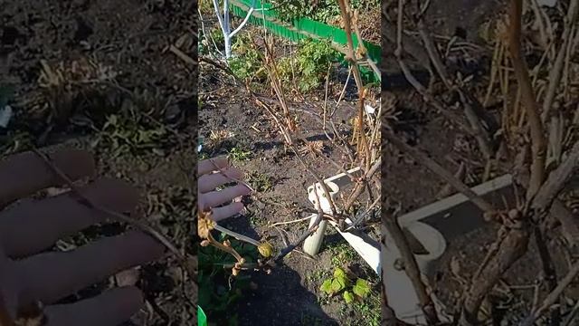 готовим смородину и вишню к зиме