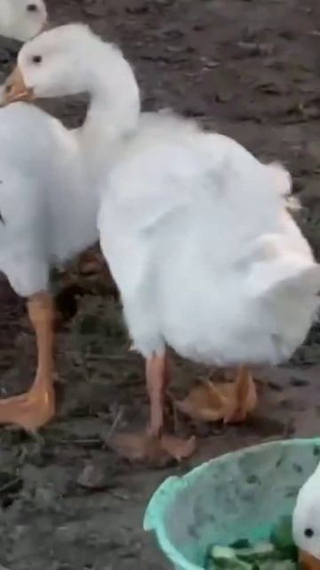 Песенка про гусей, но не про тех гусей, что у бабуси.