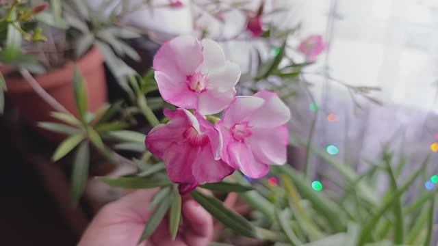 Январские огородные новости 15.01.2026