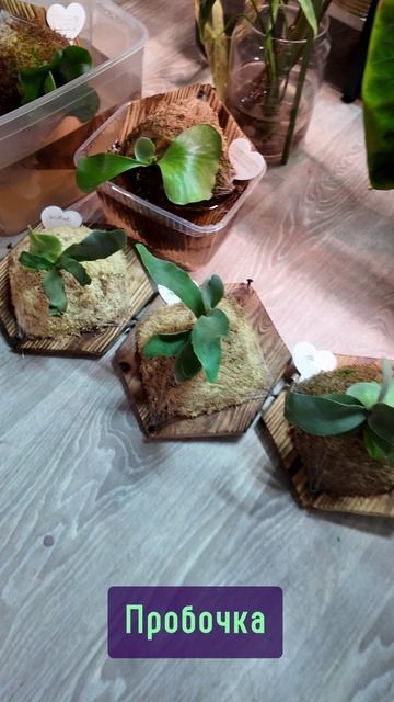 СПА для Платицериумов #комнатныерастения #plants #растения #платицериум #папоротник