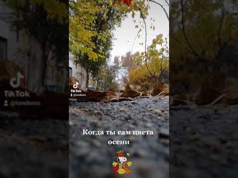 Пекинес_Оскар_цвета осени
