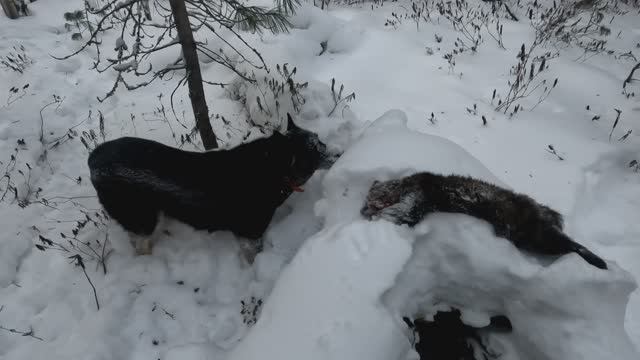 СОБОЛЬ В КАПКАНЕ И ДВА С СОБАКАМИ.
