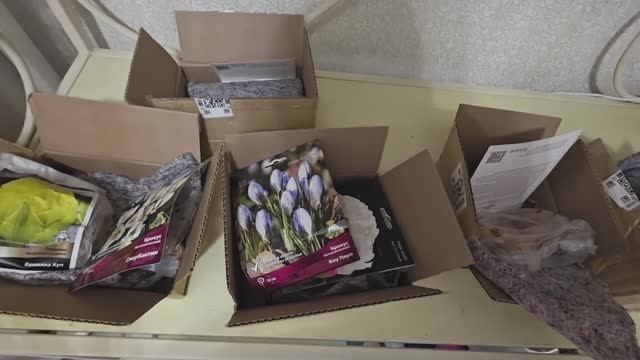 Сажаю крокусы к 8 марта дома, тест-драйв с маркетплейса