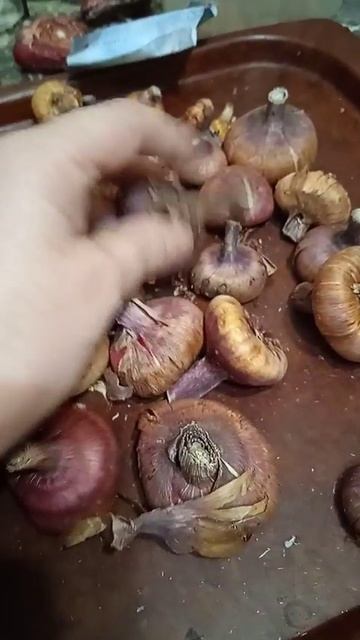 чистим гладиолусы весной перед проращиванием