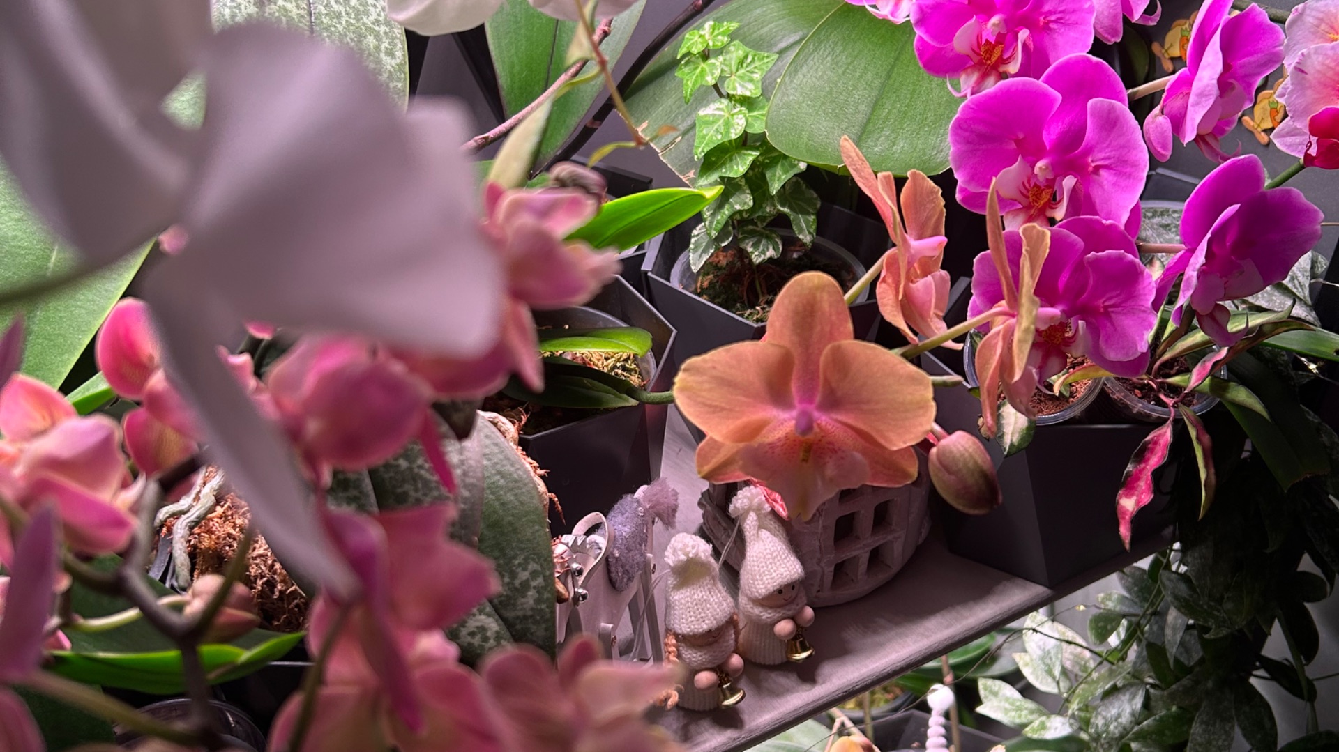 Полив ОРХИДЕЙ 💦 Секреты ухода, часть 2 ✅ #орхидеи