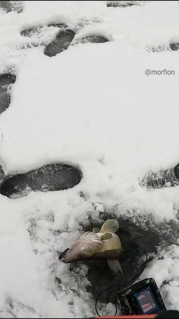 ЗА ТАКИЕ УДАРЫ, МЫ ОХОТИМСЯ ЗА НИМ