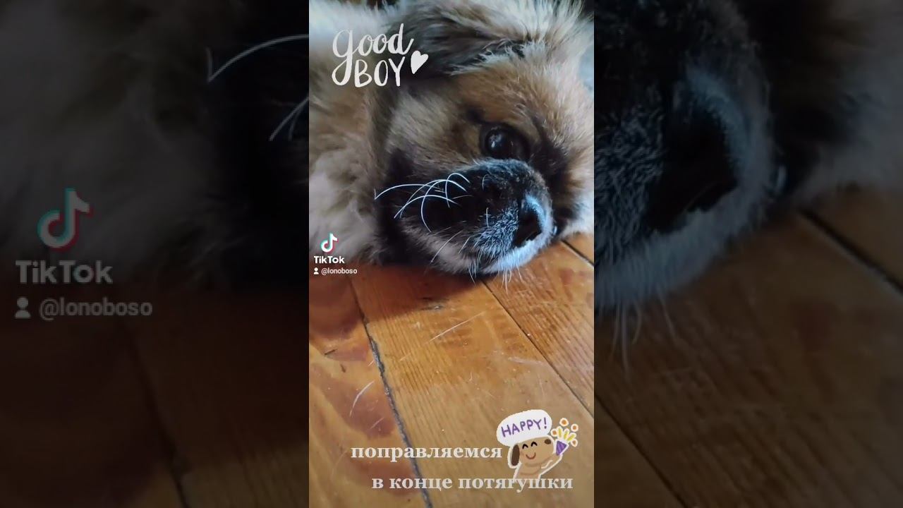 Оскар, пекинес, доброе утро. Смешные животные