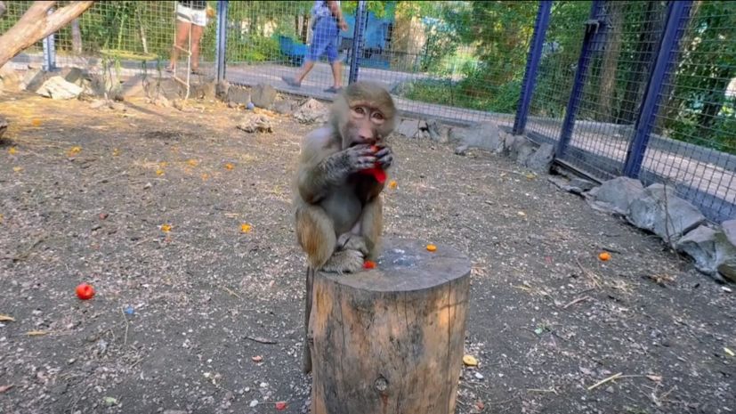 Маленьким ГАМАДРИЛАМ - маленькие помидорки. Как обезьянки ели НАСТЕНЬКУ! Неизданное