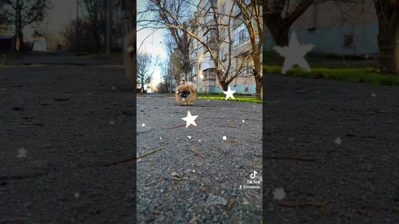 Оскар_пекинес_утро начинается не с кофе_смешные животные