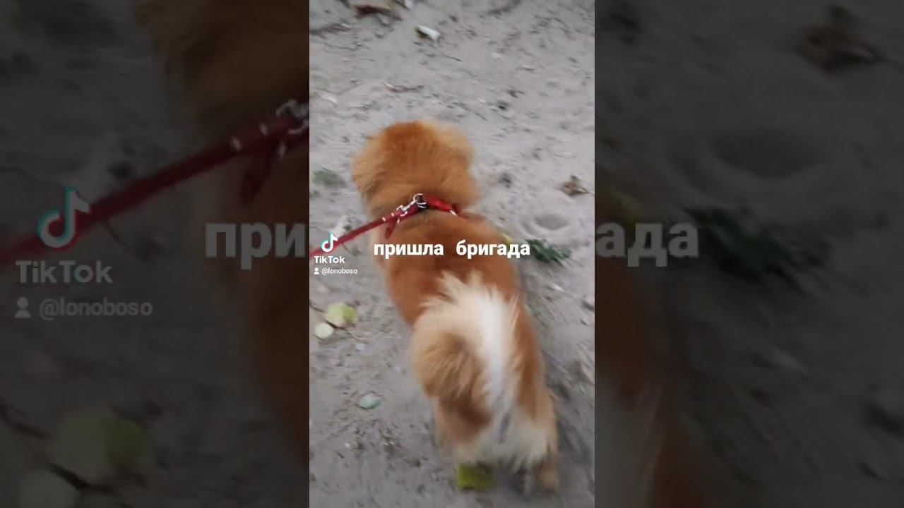 Оскар, пекинес, смешные животные, бригада