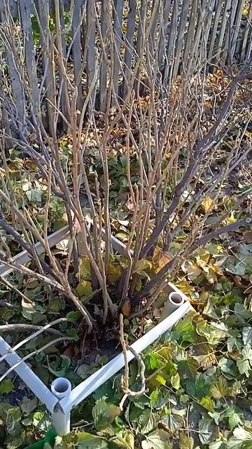 формирование смородины осенью