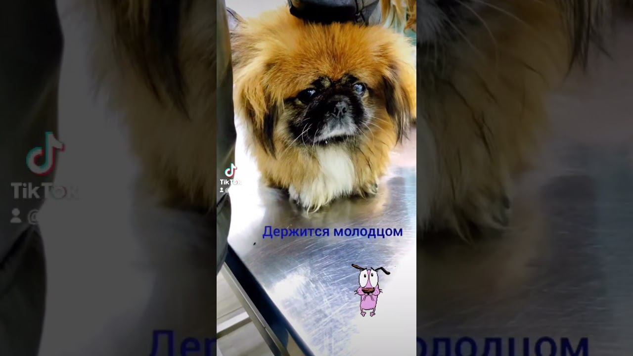 Оскар, трусишка, животные. Прием у ветеринара, пекинес