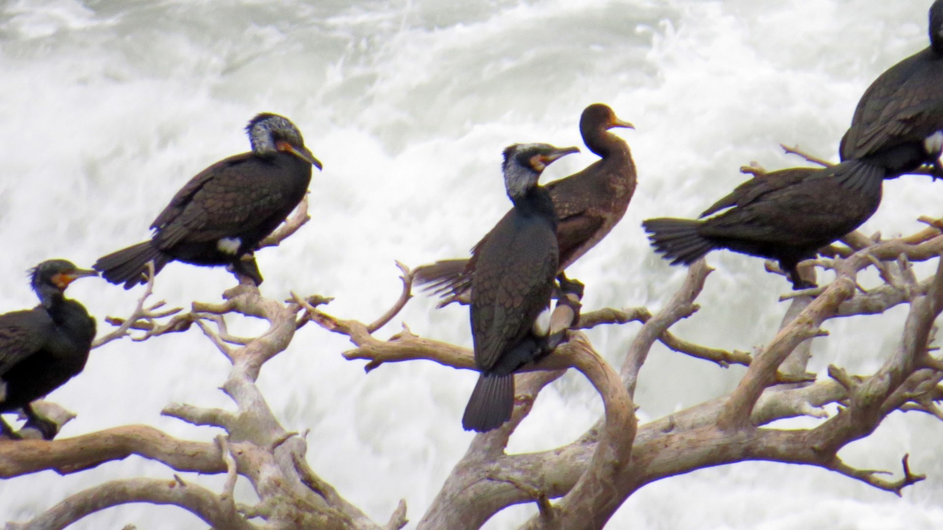 Непогода в Новом Свете. Январь.