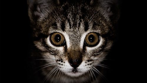 Caserio_Record - Hay mi gatito miau miau