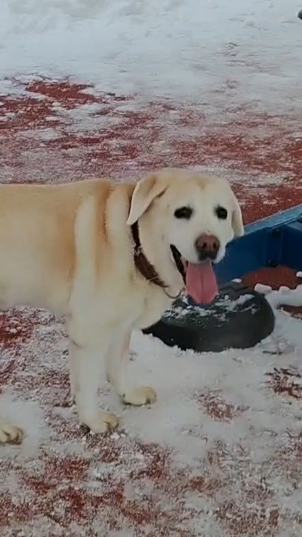 Снаряды в снегу