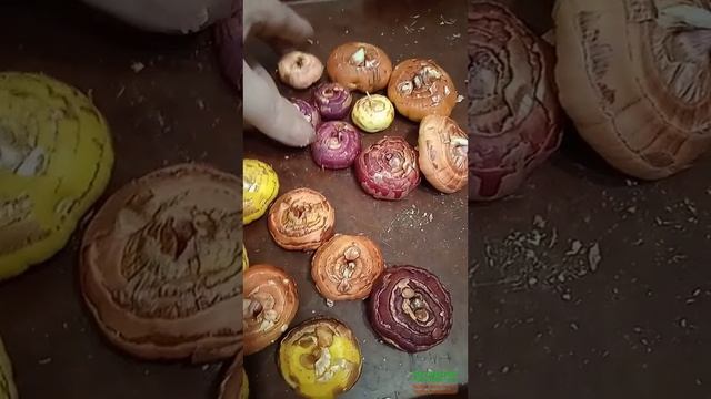 весення ревизия луковиц гладиолусов после хранения