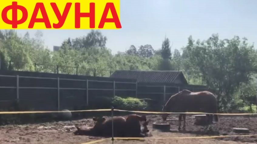 Такие разные животные