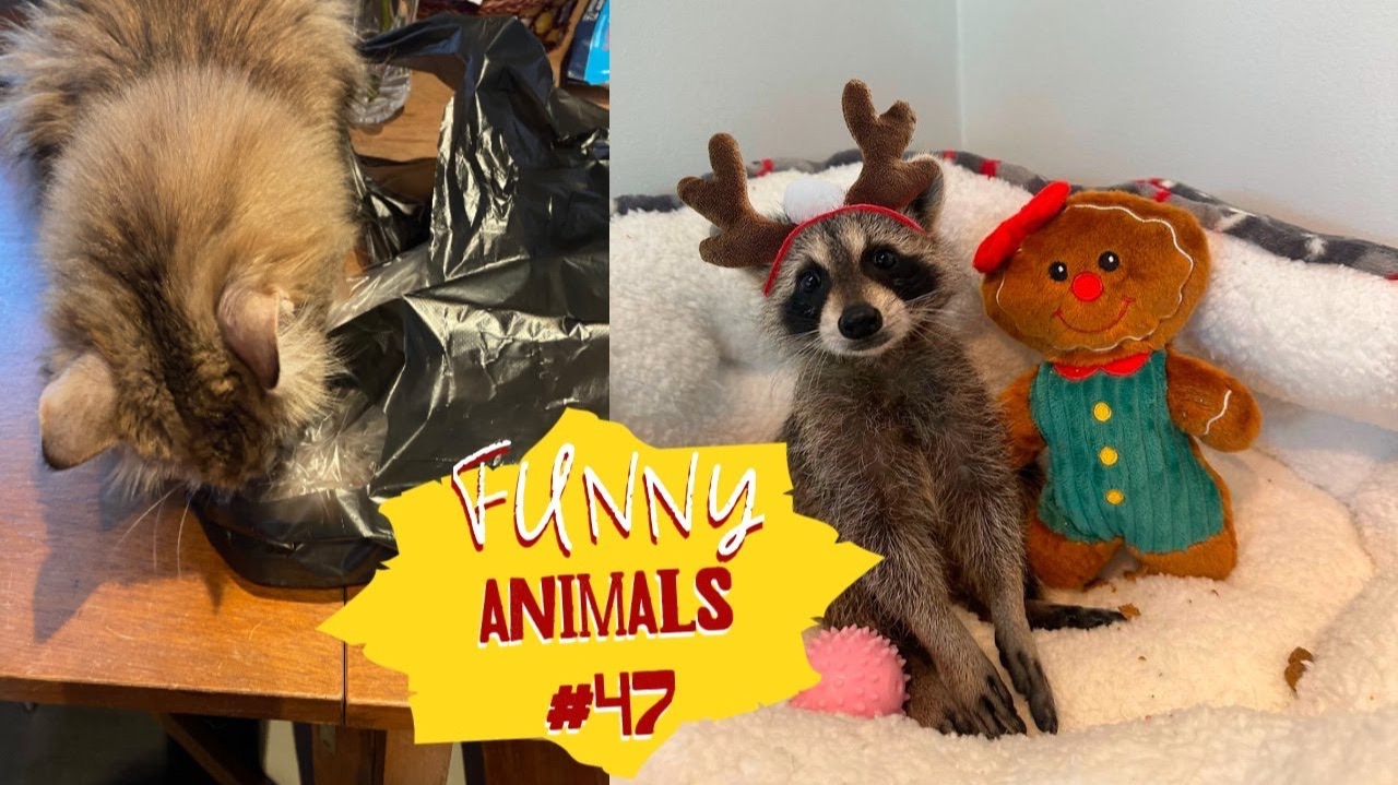 Смешные  животные #47