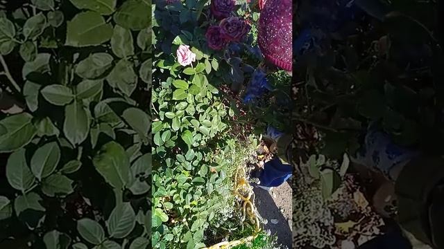 обрезка слепых побегов роз