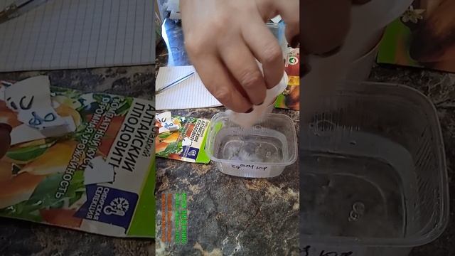 замачивание семян перца на проращивание