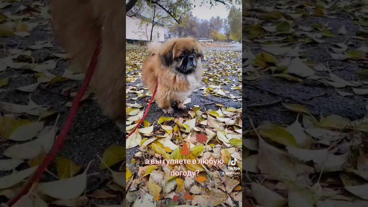 Оскар_смешные животные_прогулка_при_любой погоде_осень