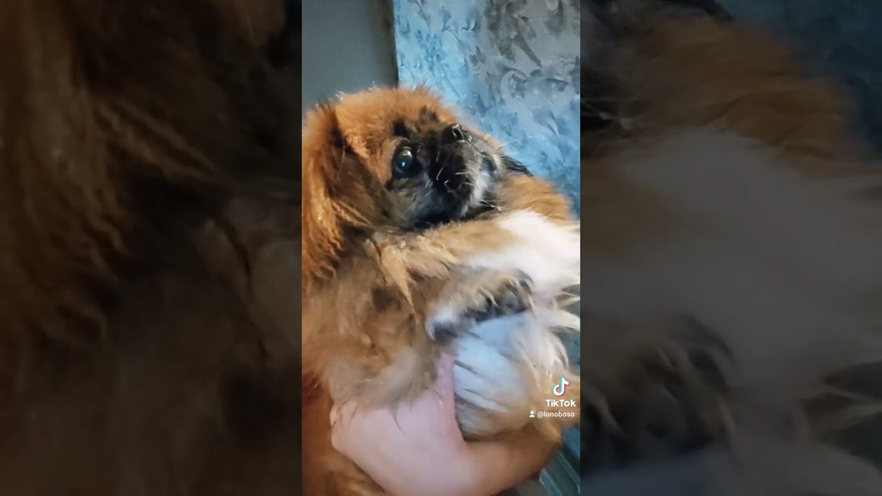 Пекинес Оскар, обижают, смешные животные, собаки