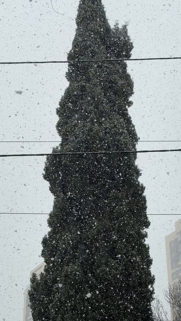 Снег идет в Ялте 16.01.2026