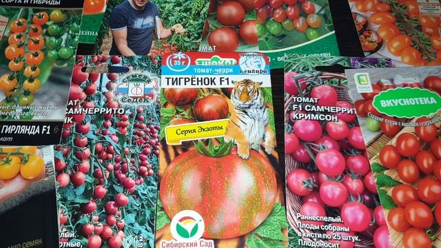 Встречайте, новейшую серию томатов САМЧЕРРИТО – самый самый черри ! И другие новинки.