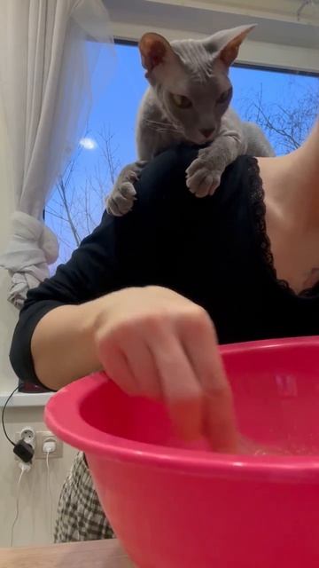 Котоптичка помощница #сфинкс #петерболд #смешныевидео #котики