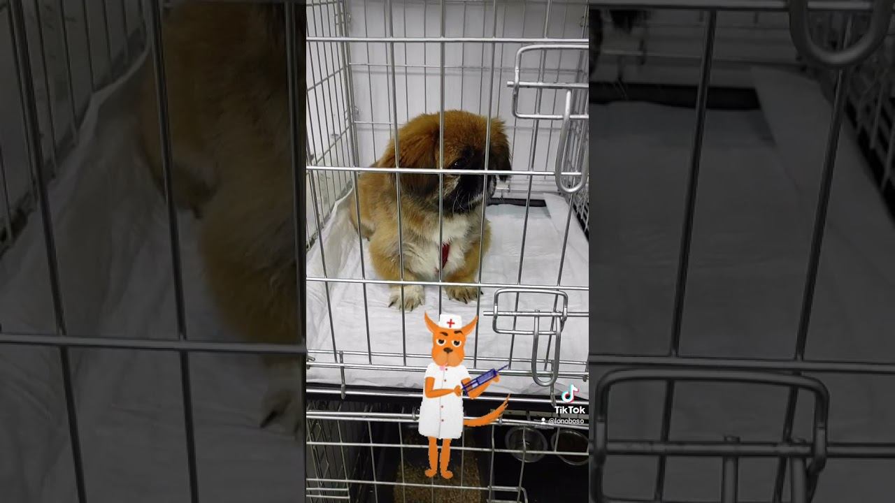 Оскар в больнице